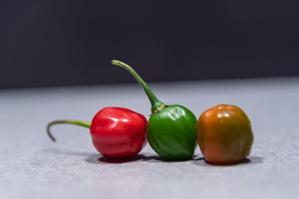 Pepper Smell In House? 4 Possible Causes And Solutions - Glamorous Place