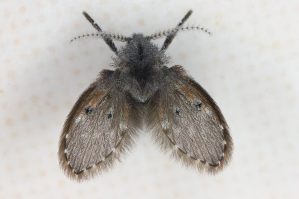 Tiny Bugs in Bathroom: What Are They - Glamorous Place